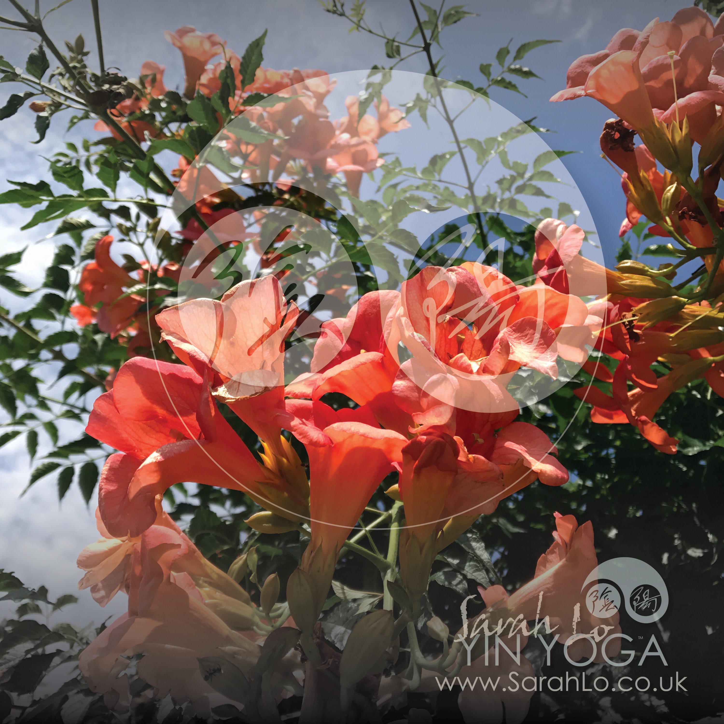 YIN YANG YOGA & MINDFULNESS RETREAT DAY | SARAH LO YIN YOGA